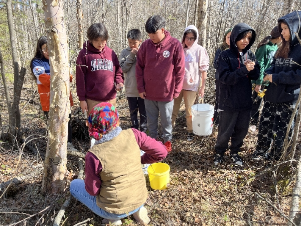 Birch Tree Tapping with Knowledge Keeper Nancy Williams - Woodland Cree ...